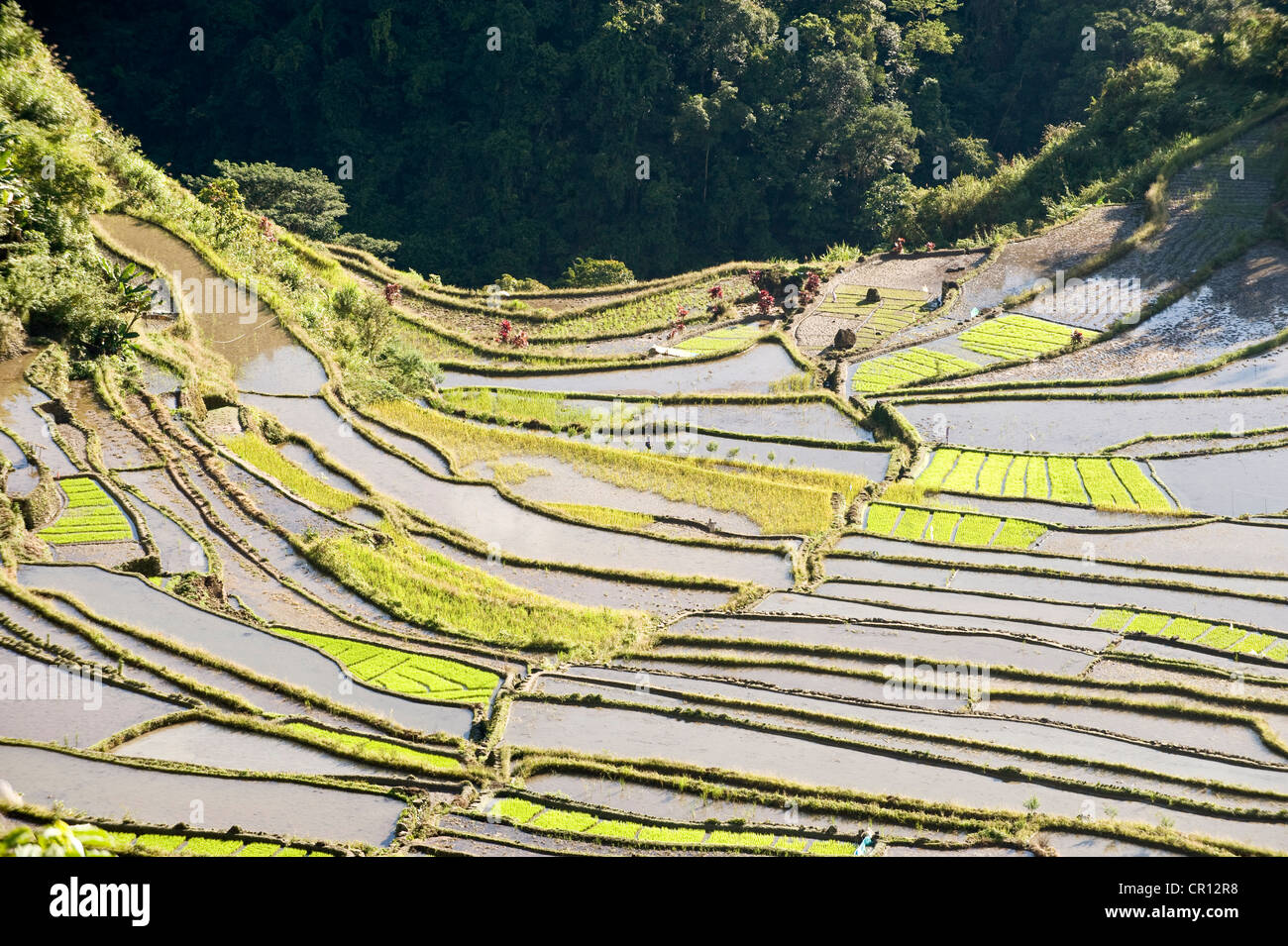Philippines, Luzon Island, Ifugao Province, rice fields of Batad ...