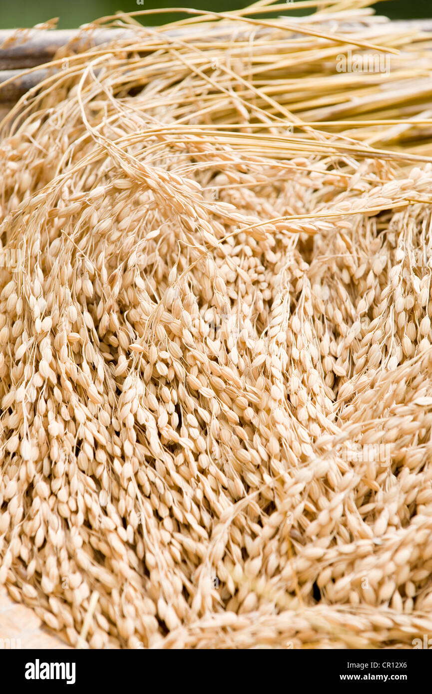 Rice drying hi-res stock photography and images - Alamy