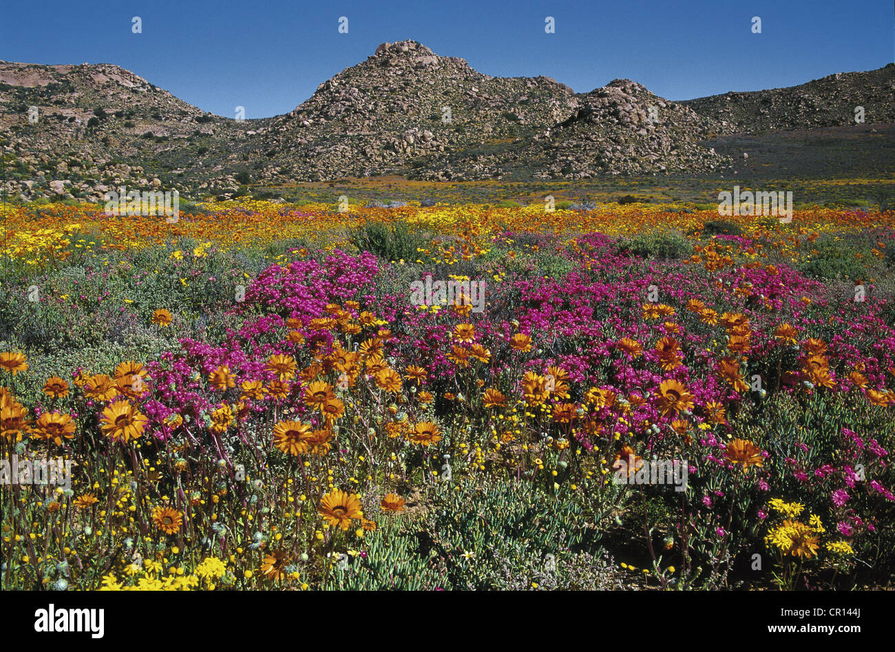 Springbok flowers hi-res stock photography and images - Alamy