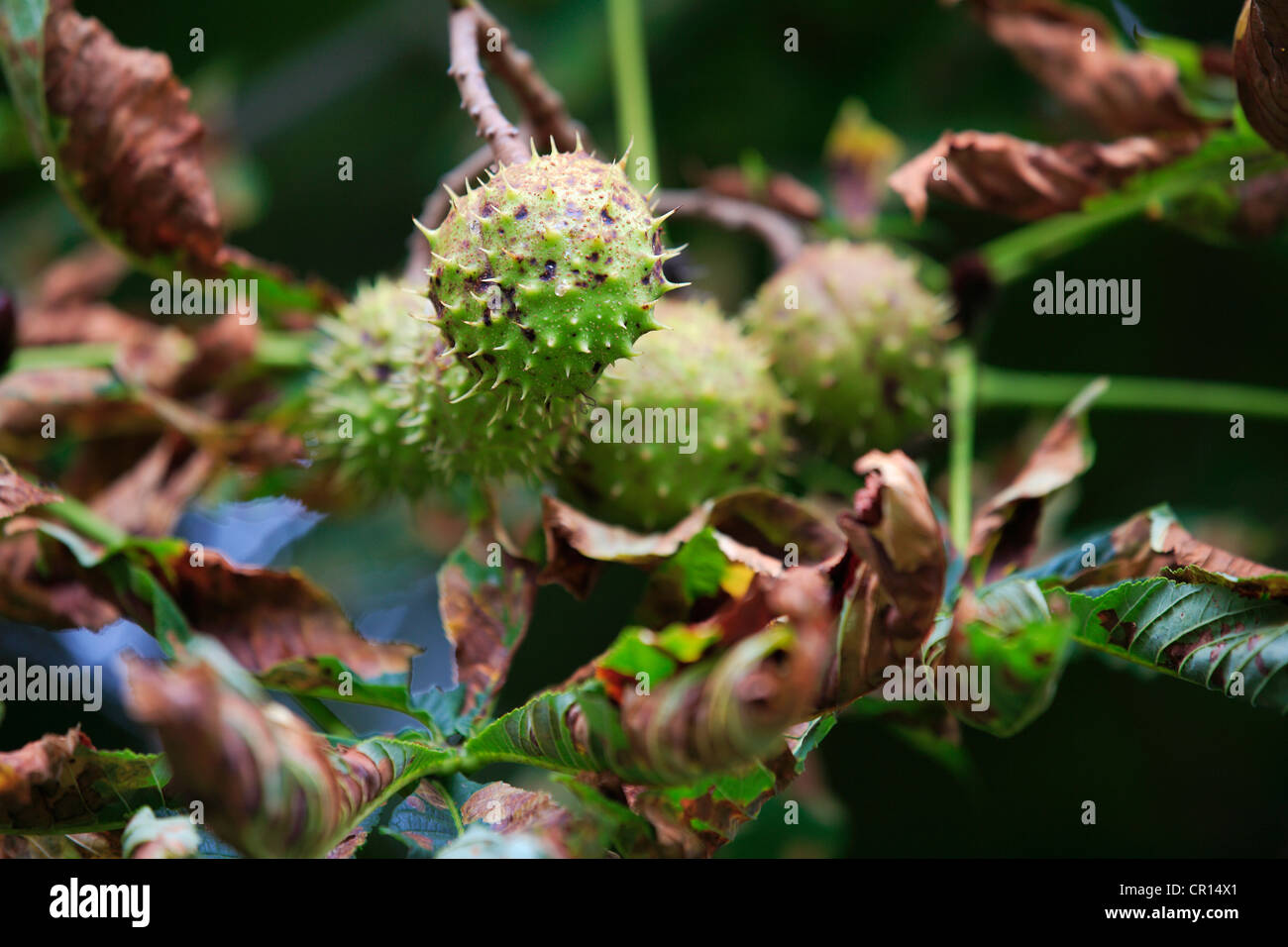 Horse-chestnut or Conker Tree (Aesculus hippocastanum), fruit pod with ...