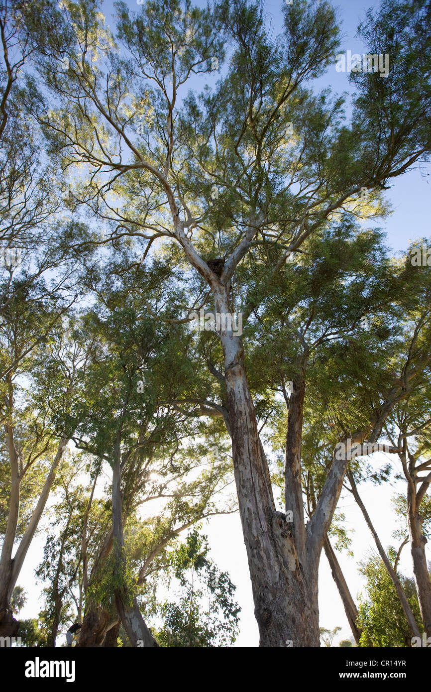 Low angle view of tree in forest Stock Photo - Alamy