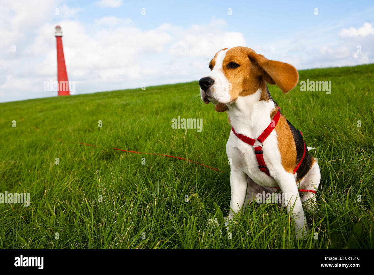 Ears blowing in wind hi-res stock photography and images - Alamy