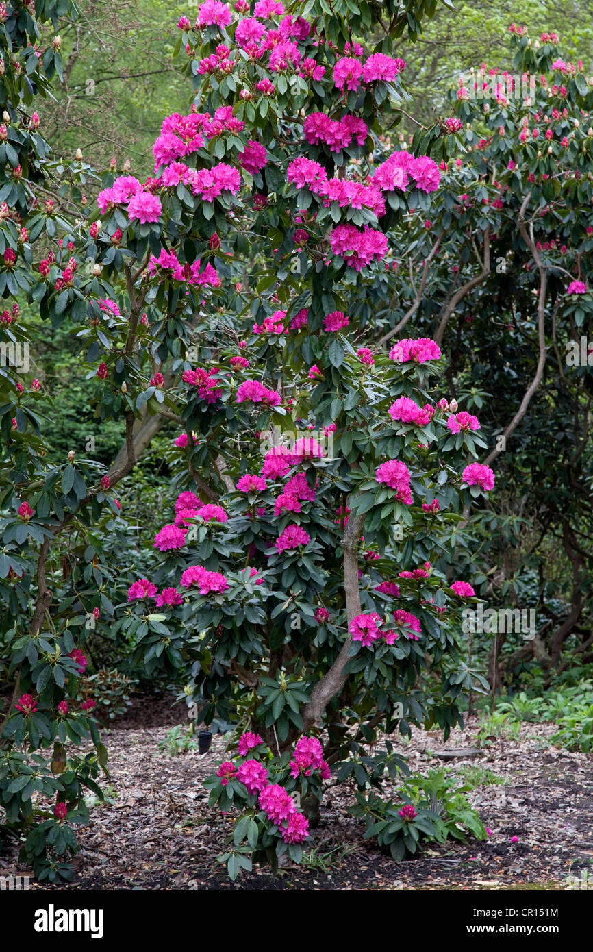 Bright pink rhododendron hi-res stock photography and images - Alamy