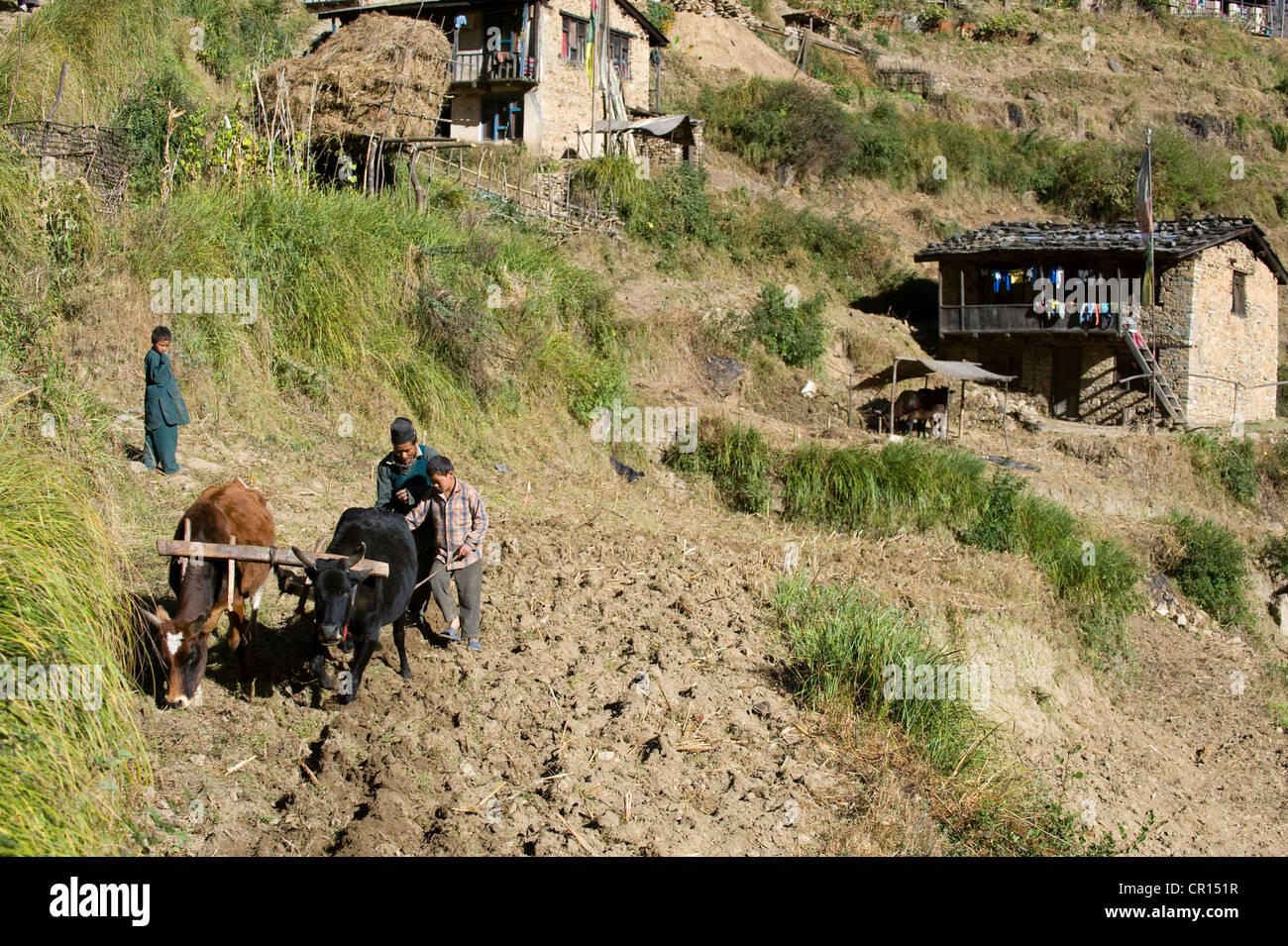 Nepal, Bagmati Zone, Langtang National Park, Thulo Syabru Stock Photo ...
