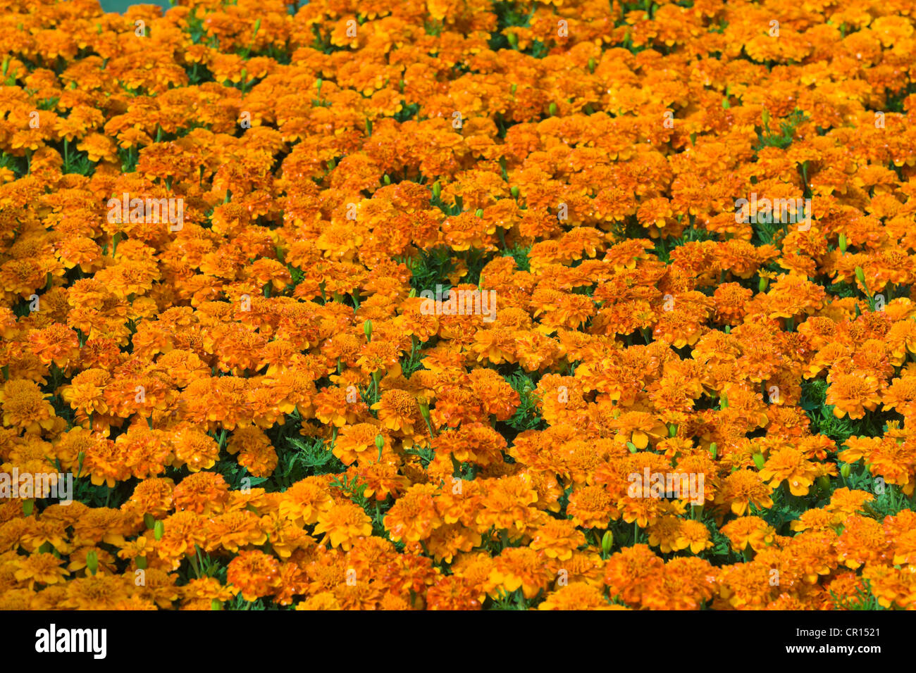 Flowerbed of French Marigolds (Tagetes patula Stock Photo - Alamy