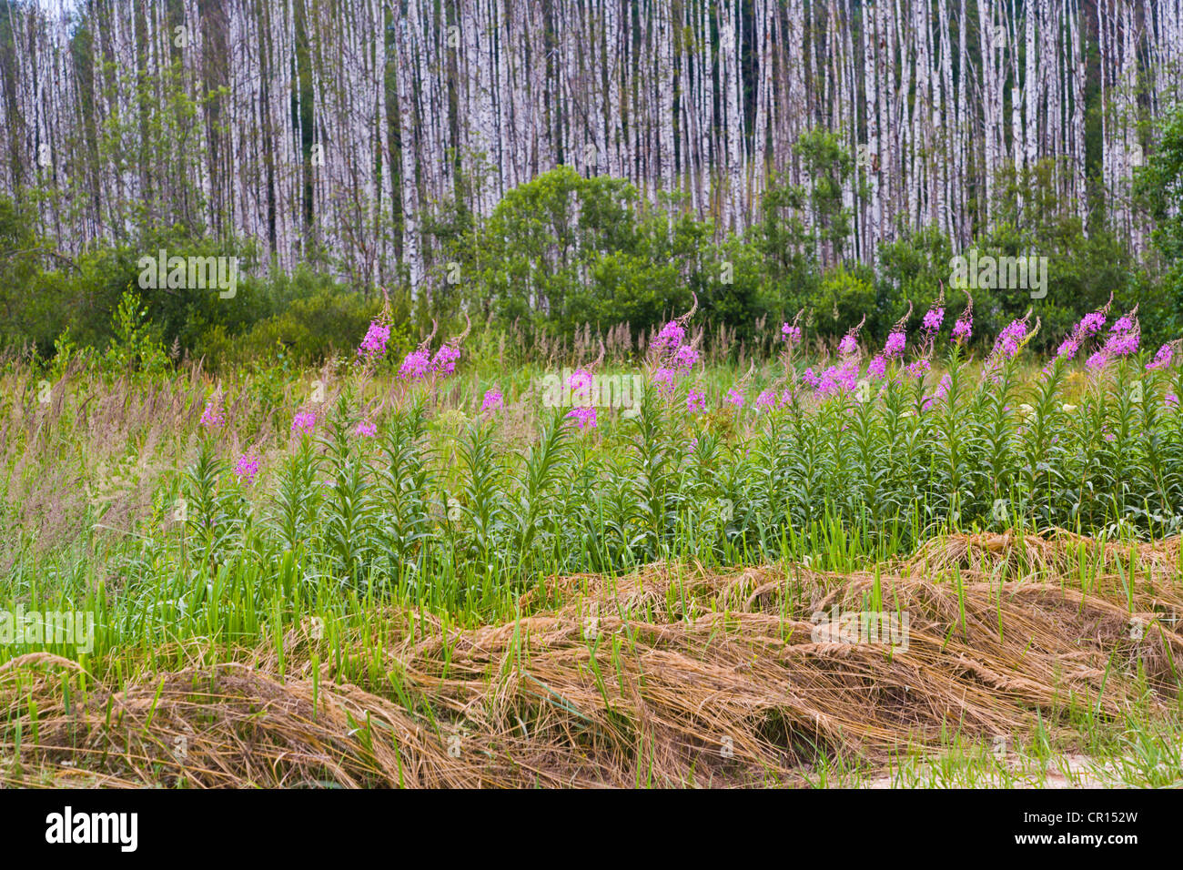 Forest, Latvia, Northern Europe Stock Photo - Alamy