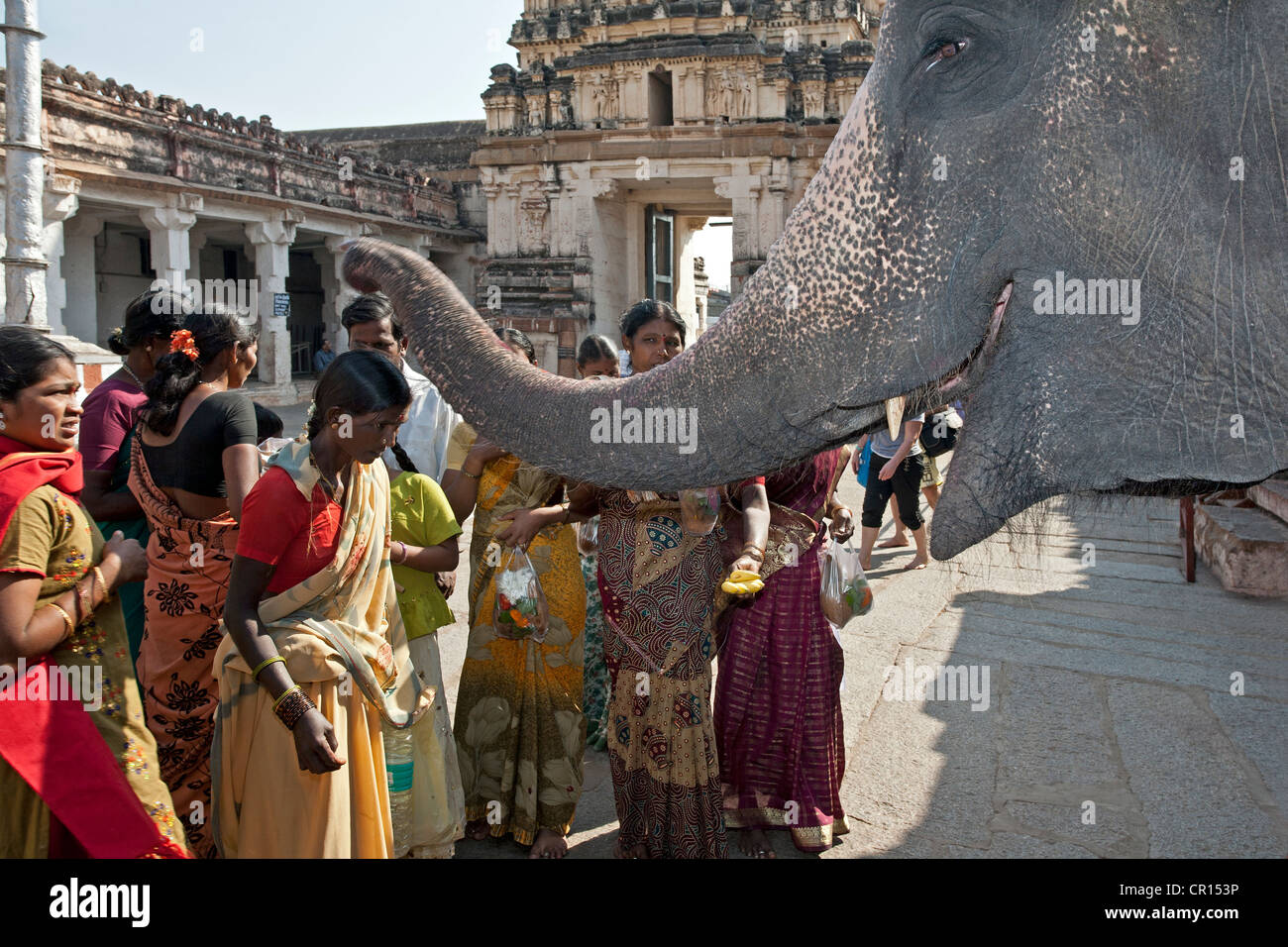 Elephant blessing temple india hi-res stock photography and images - Alamy