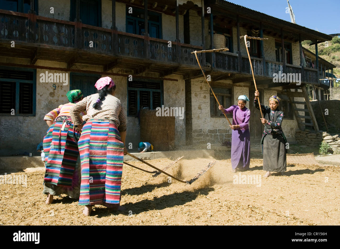 Nepal, Bagmati Zone, Langtang National Park, Thulo Syabru, millet ...
