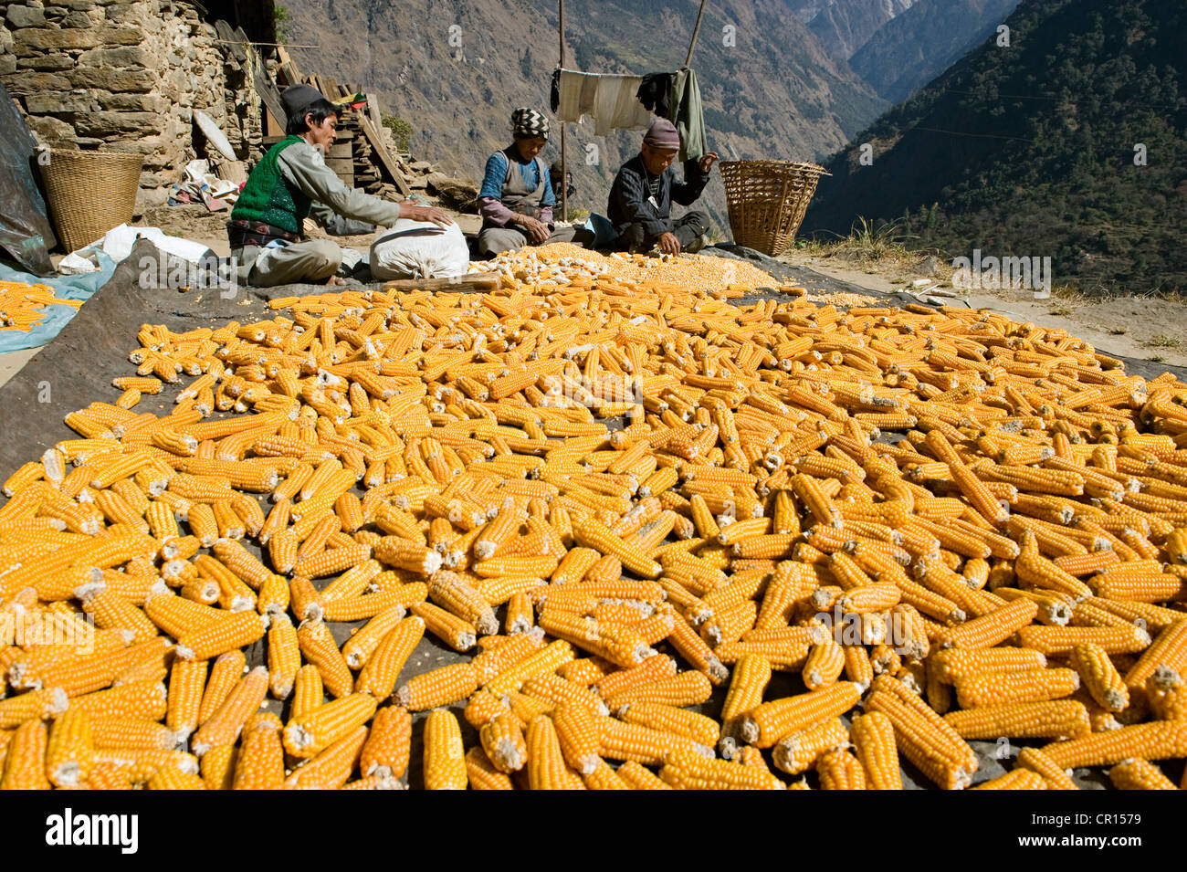 Nepal corn agriculture hi-res stock photography and images - Alamy