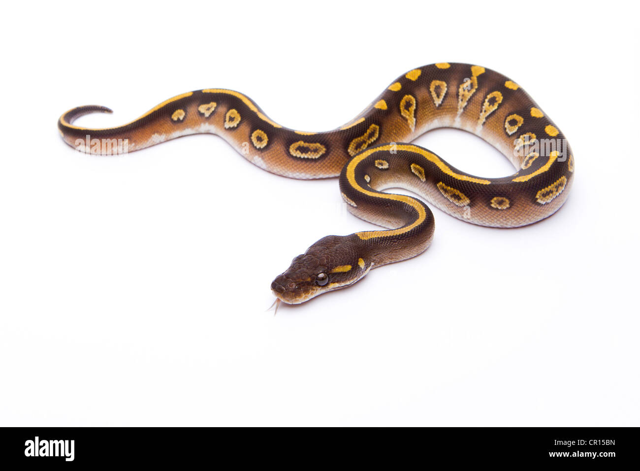 Royal Python (Python regius), Mojave Black Head, male, Markus Theimer ...