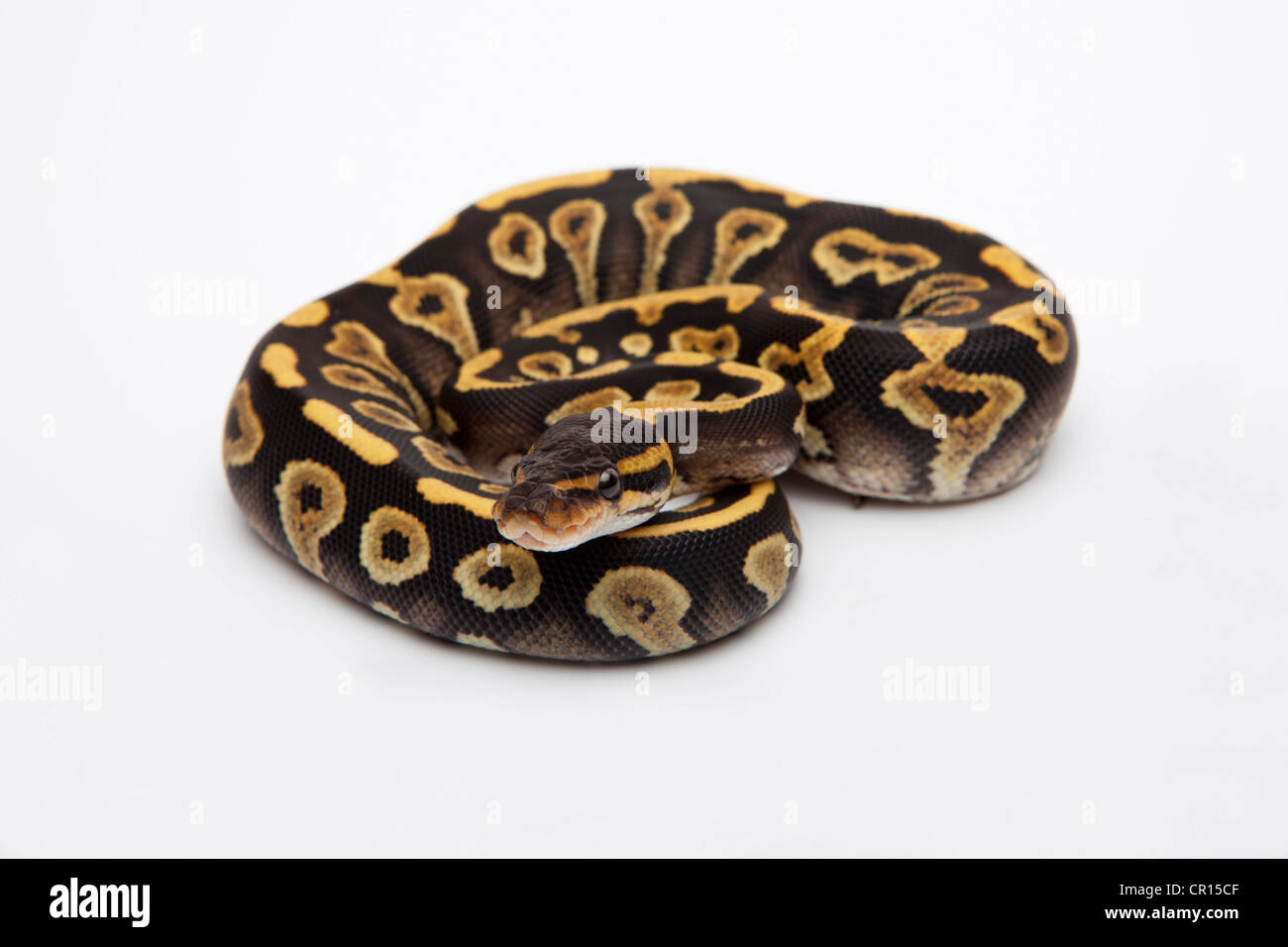 Yellow python hi-res stock photography and images - Alamy