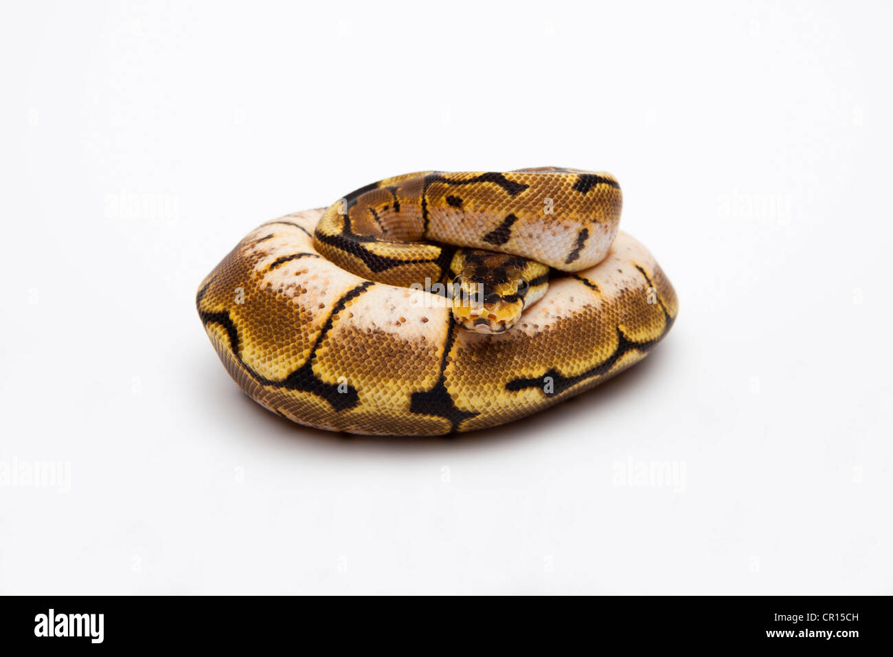 Full Grown Spider Ball Python