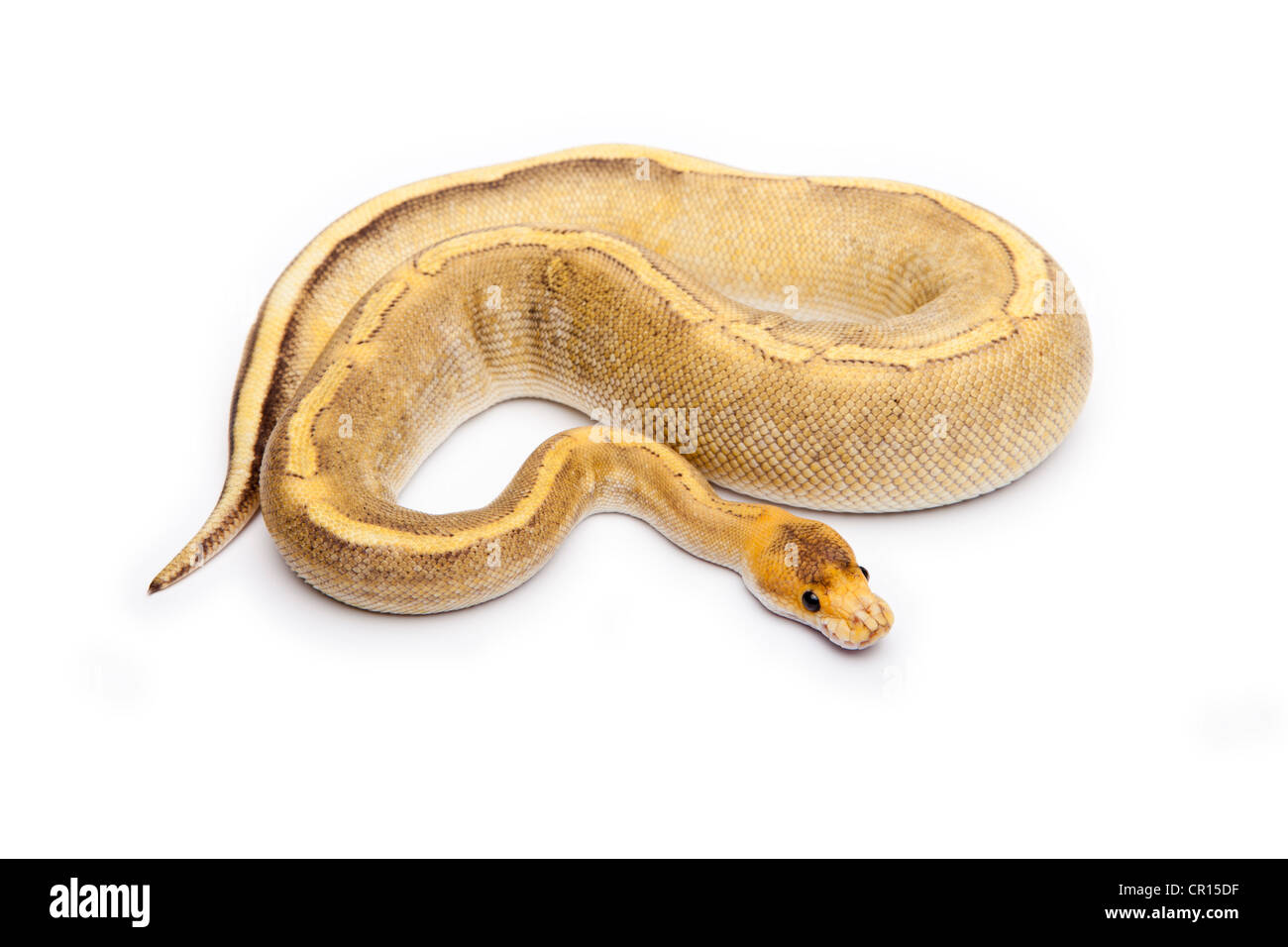 Champagne Calico Ball Python or Royal Python (Python regius), female ...