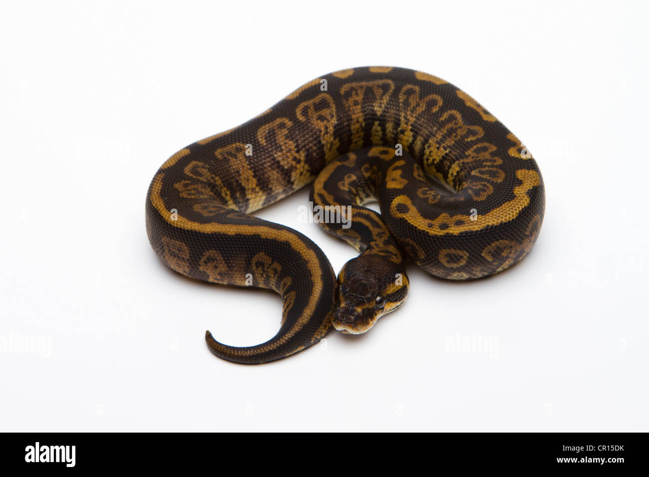 Ball python snakes hi-res stock photography and images - Alamy