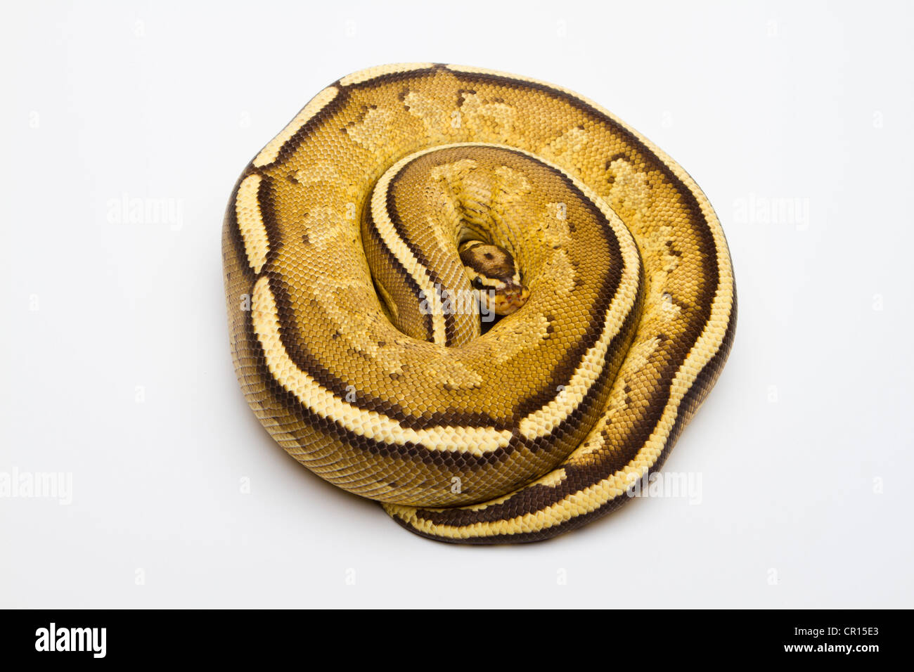 Superstripe Ball Python or Royal Python (Python regius), male Stock ...