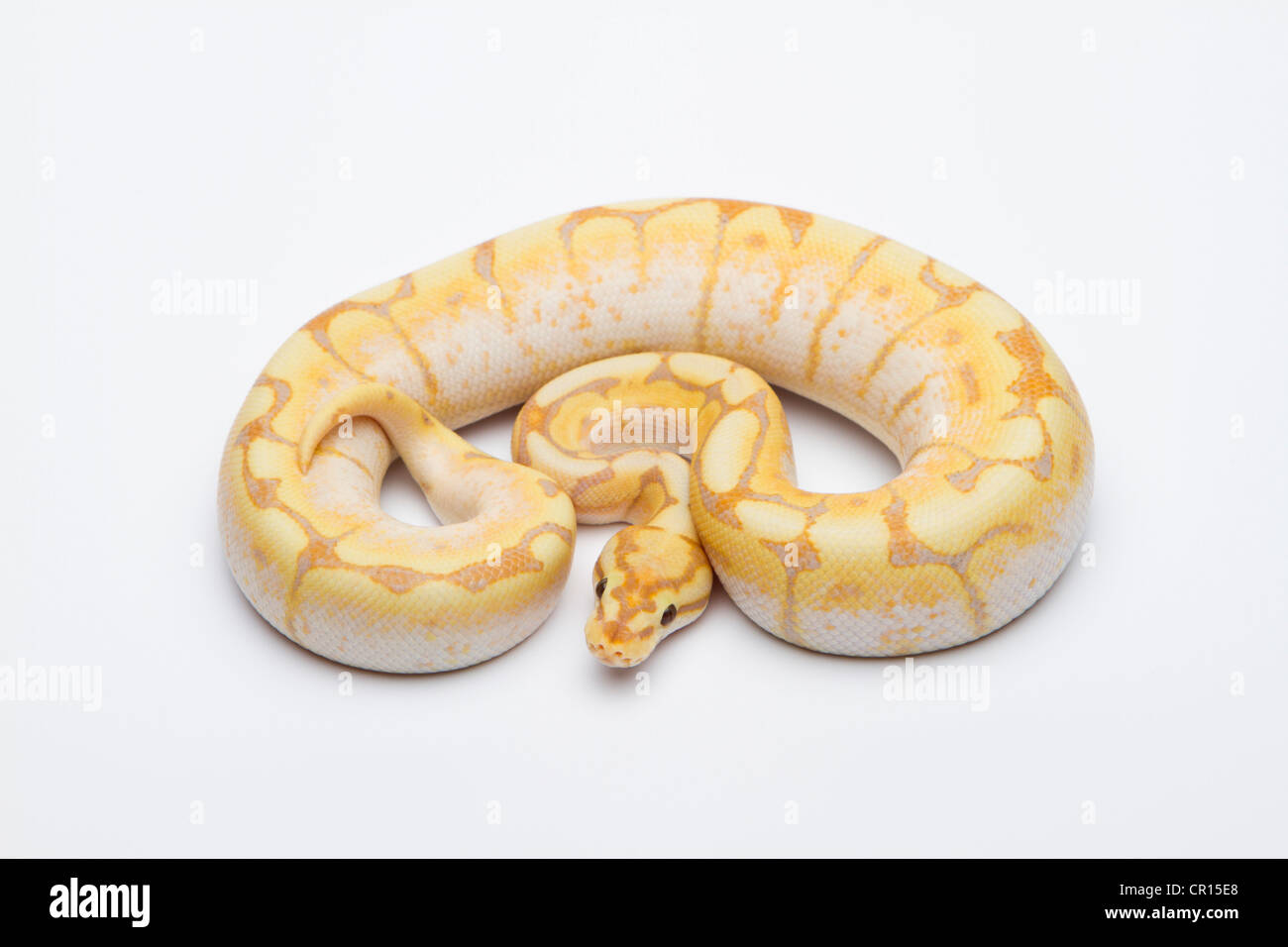 Spider CG Ball Python or Royal Python (Python regius), male Stock Photo ...