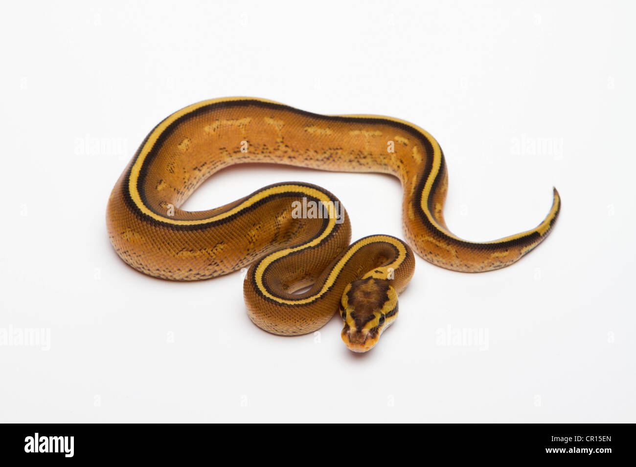 Python constrictor Cut Out Stock Images & Pictures - Alamy