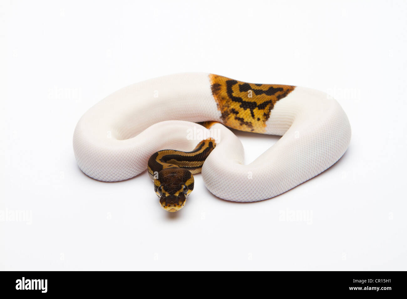 Boidea hi-res stock photography and images - Alamy