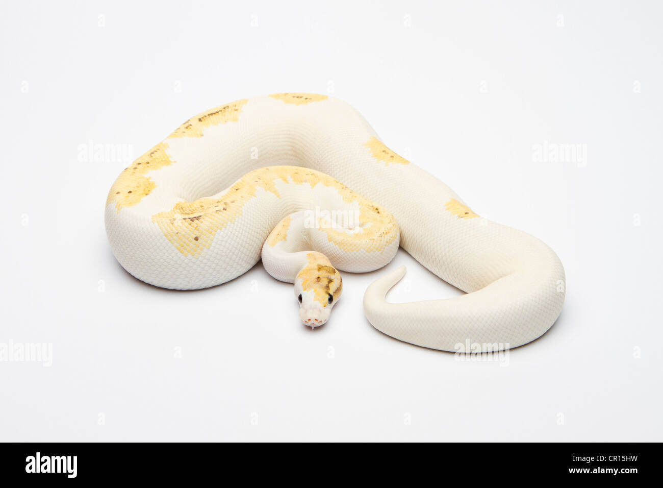 Paradox Super Fire Ball Python or Royal Python (Python regius), male Stock Photo - Alamy