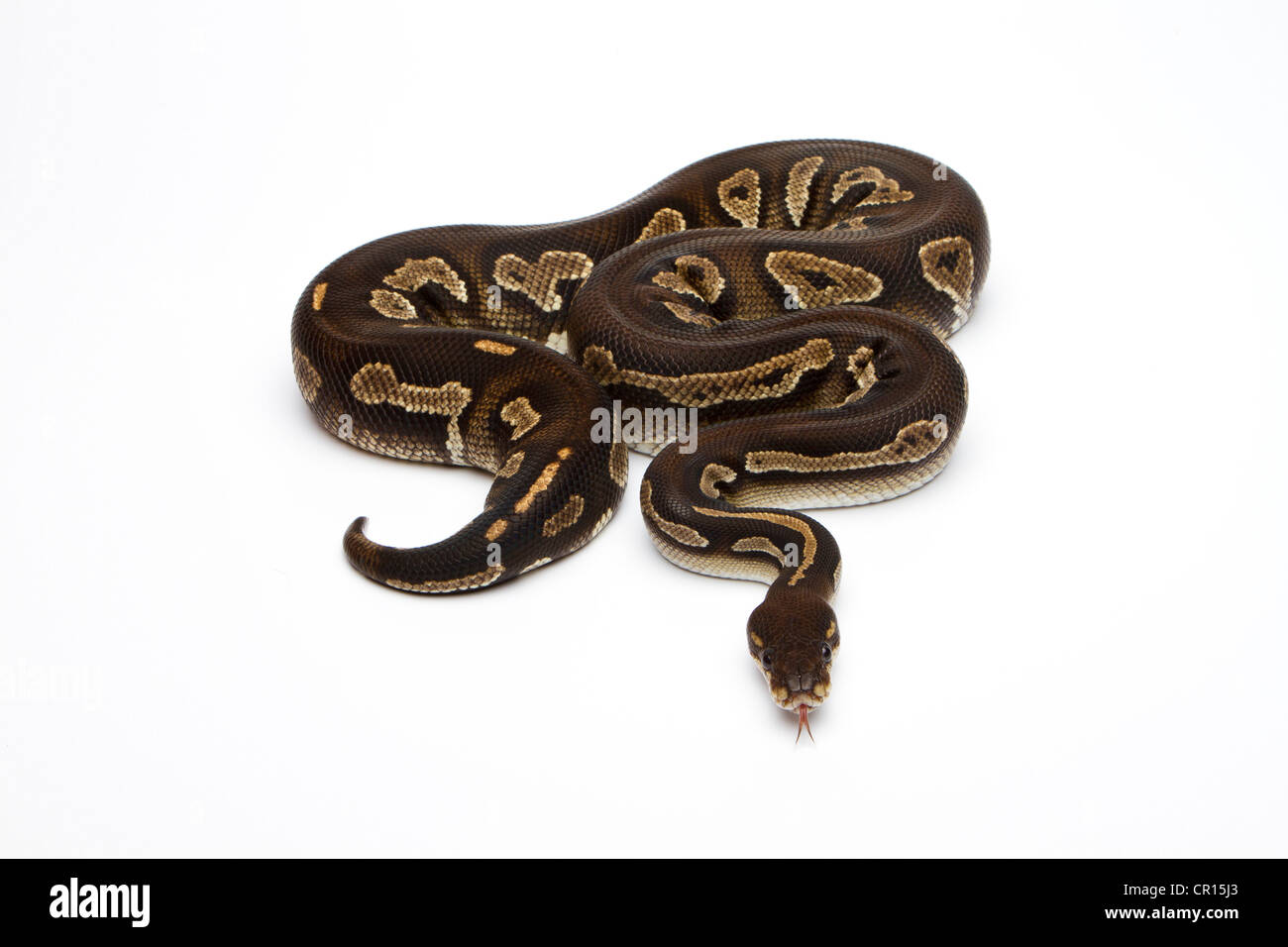Super Black Head Ball Python or Royal Python (Python regius Stock Photo ...