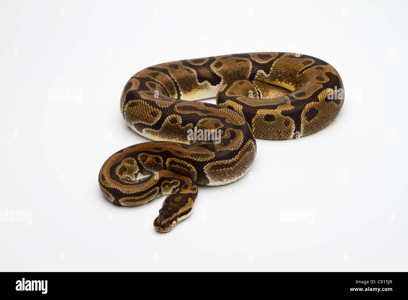 Matanic Ball Python or Royal Python (Python regius), female Stock Photo ...