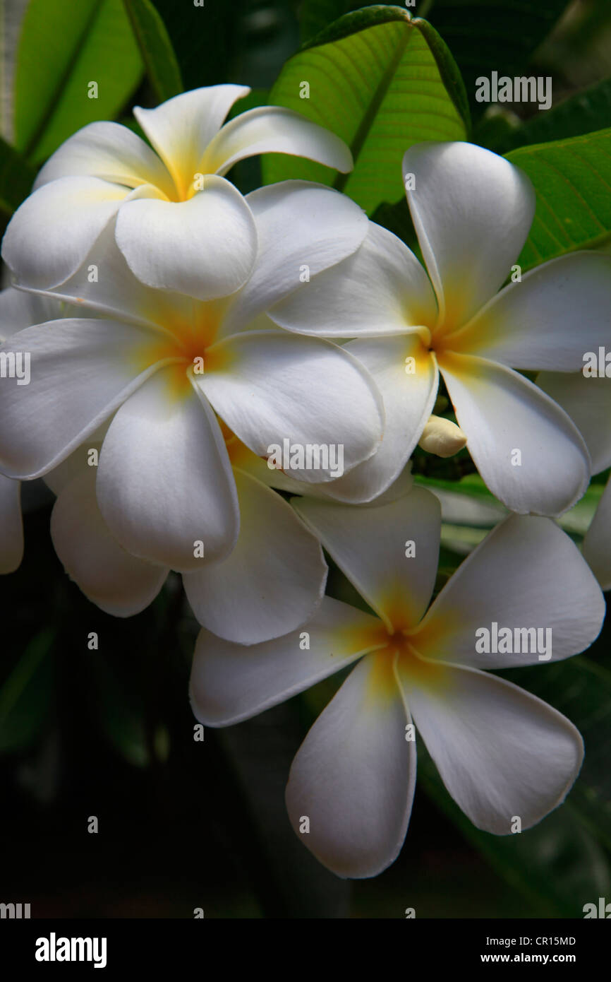 Flora seychelles hi-res stock photography and images - Alamy