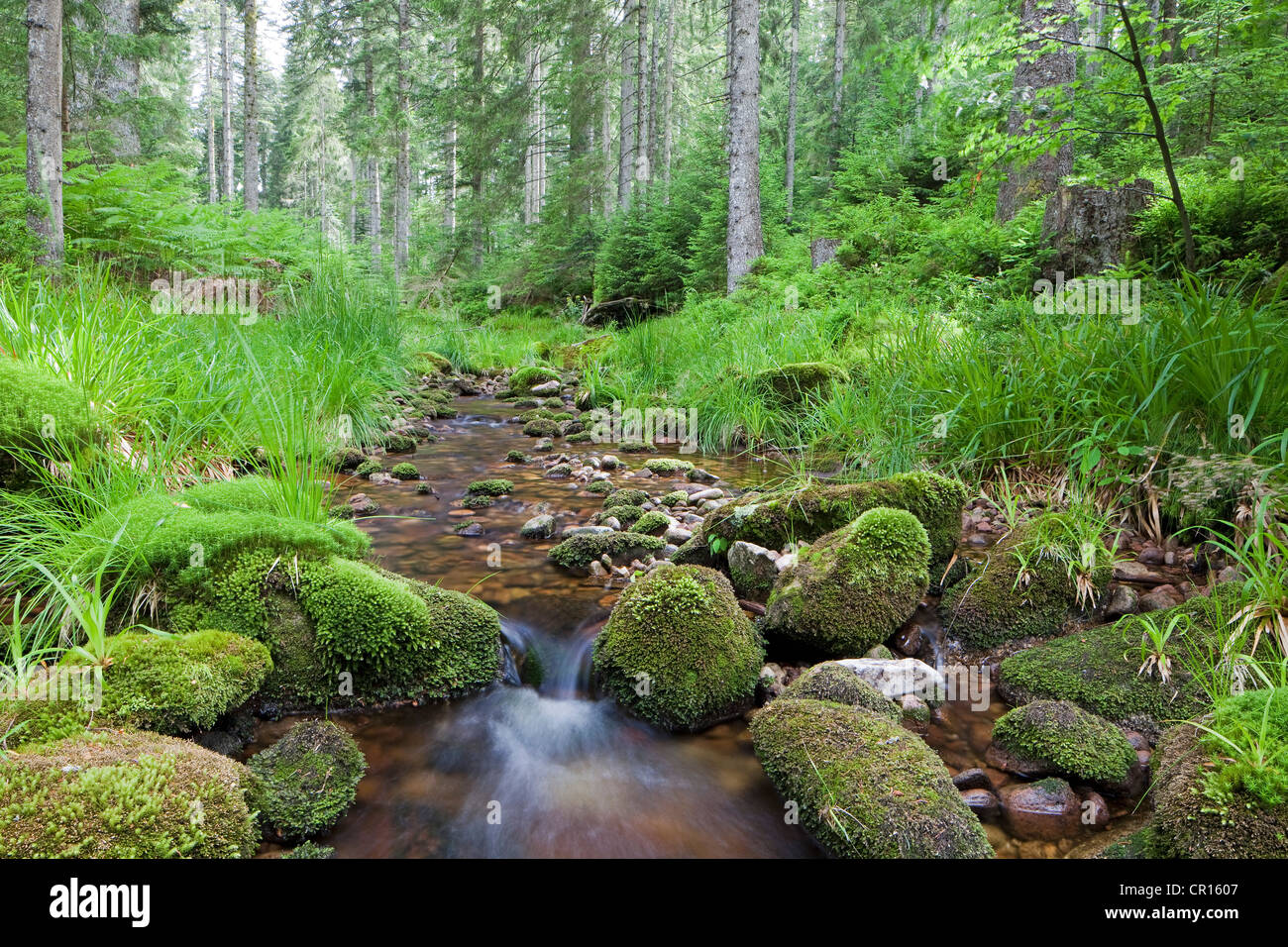 Idyllic mountain stream in the northern Black Forest, Forbach ...