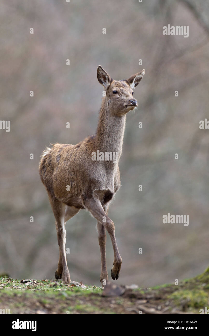 Red deer (Cervus elaphus), female Stock Photo - Alamy