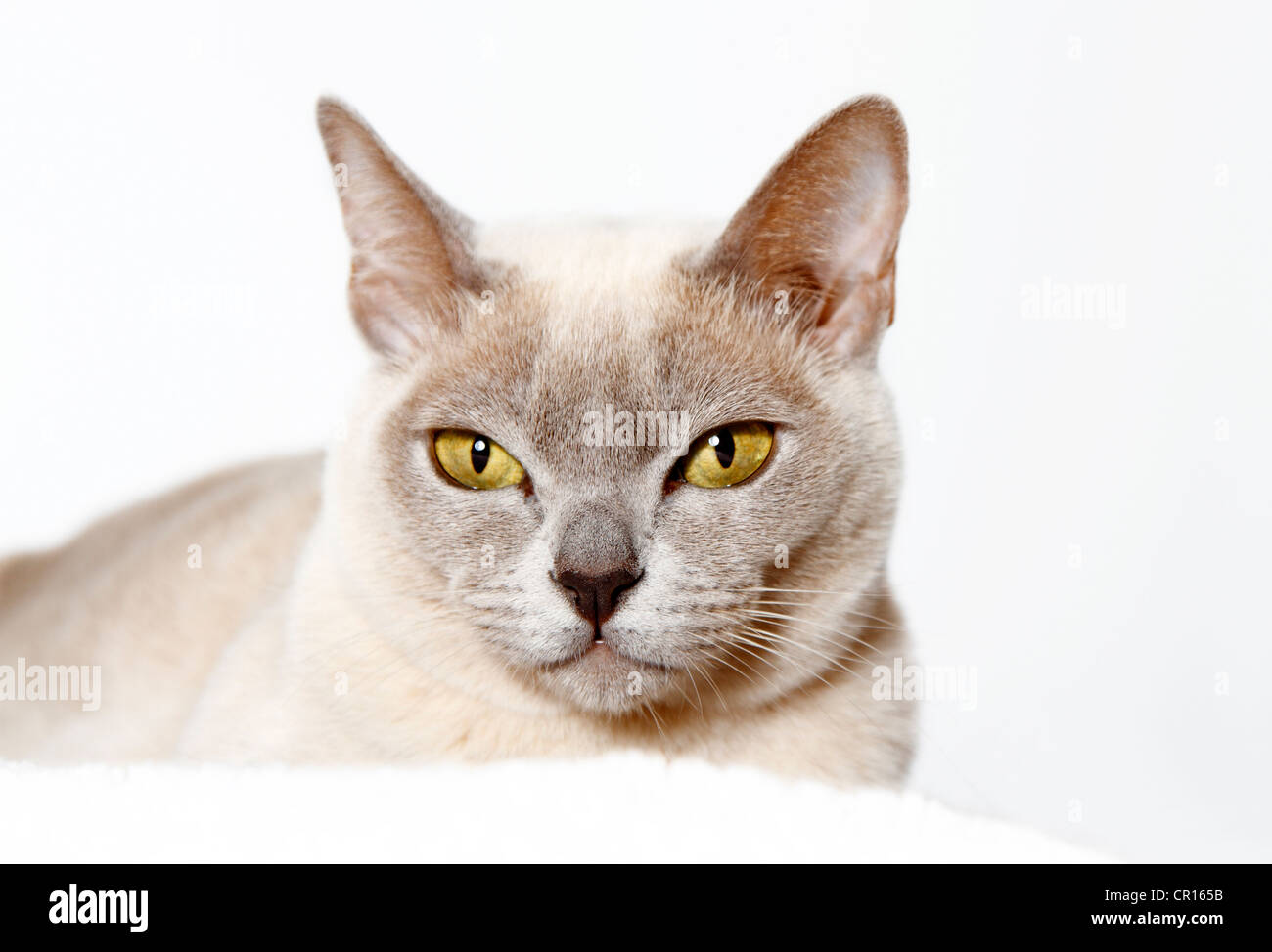 Burmese portraits hi-res stock photography and images - Alamy