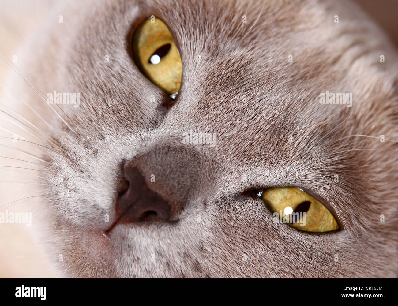Burmese cats close up hi-res stock photography and images - Alamy