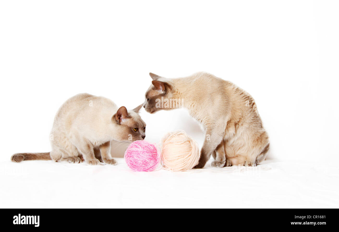 Cat ball wool Cut Out Stock Images & Pictures - Alamy