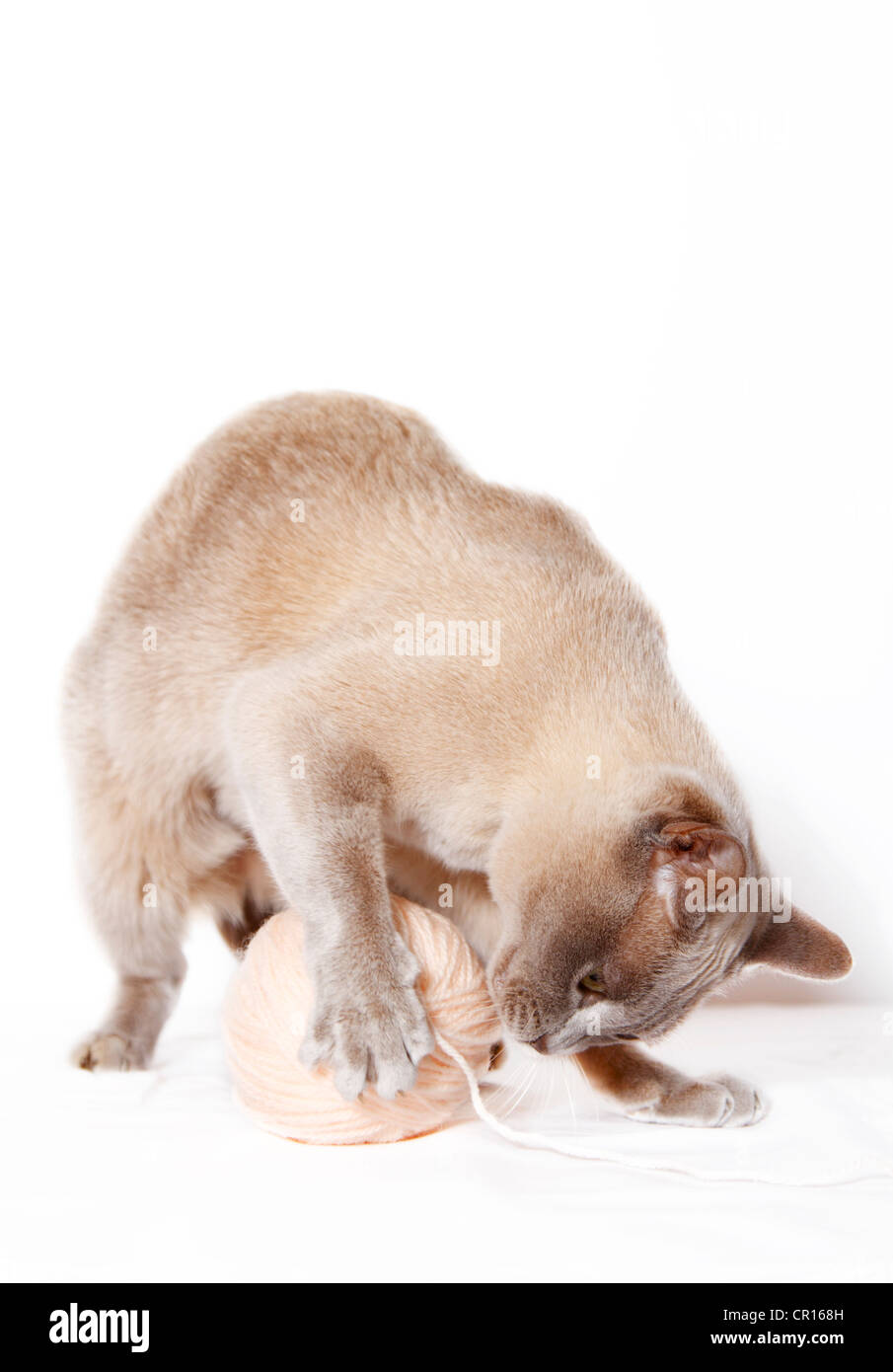 Hair ball cat hi-res stock photography and images - Alamy