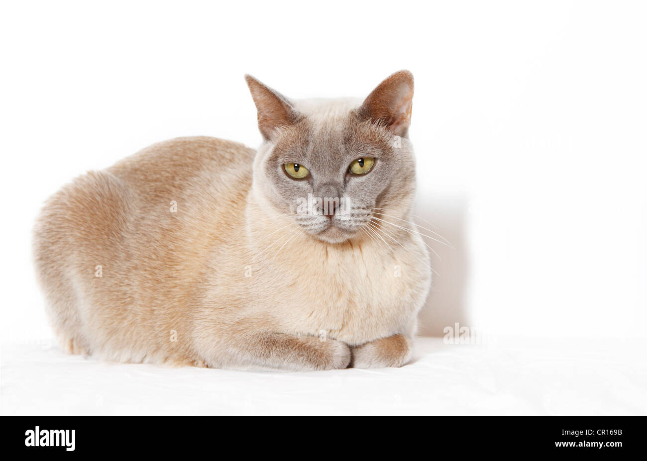 Cream oriental cat hi-res stock photography and images - Alamy