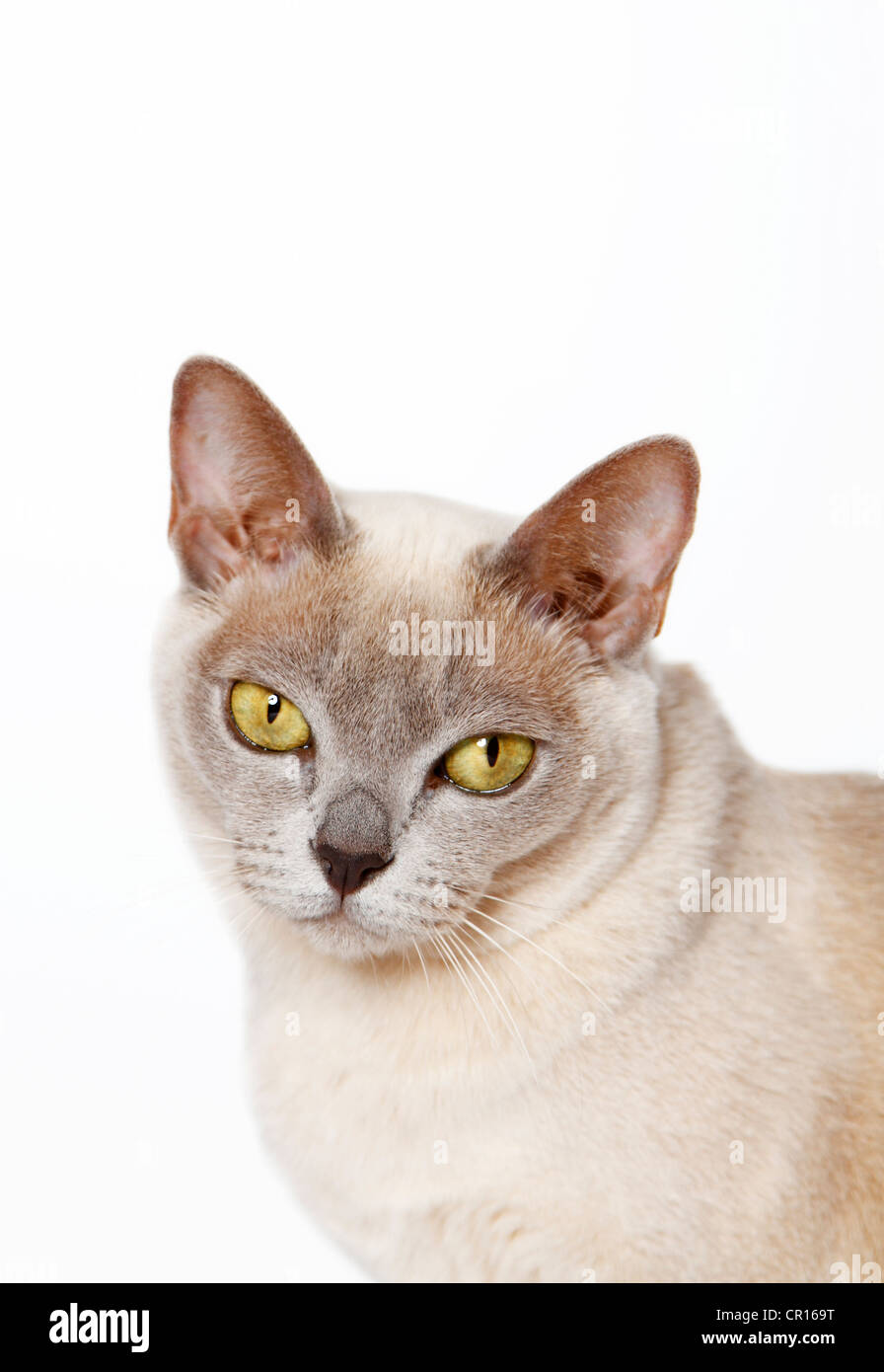 Burmese cats close up hi-res stock photography and images - Alamy