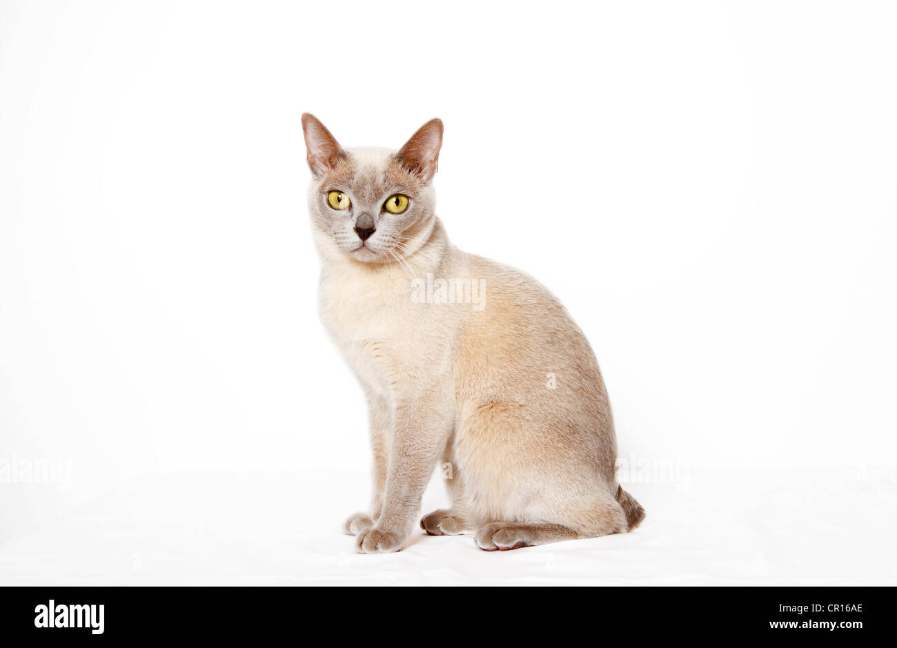 Burmese cat cream hi-res stock photography and images - Alamy