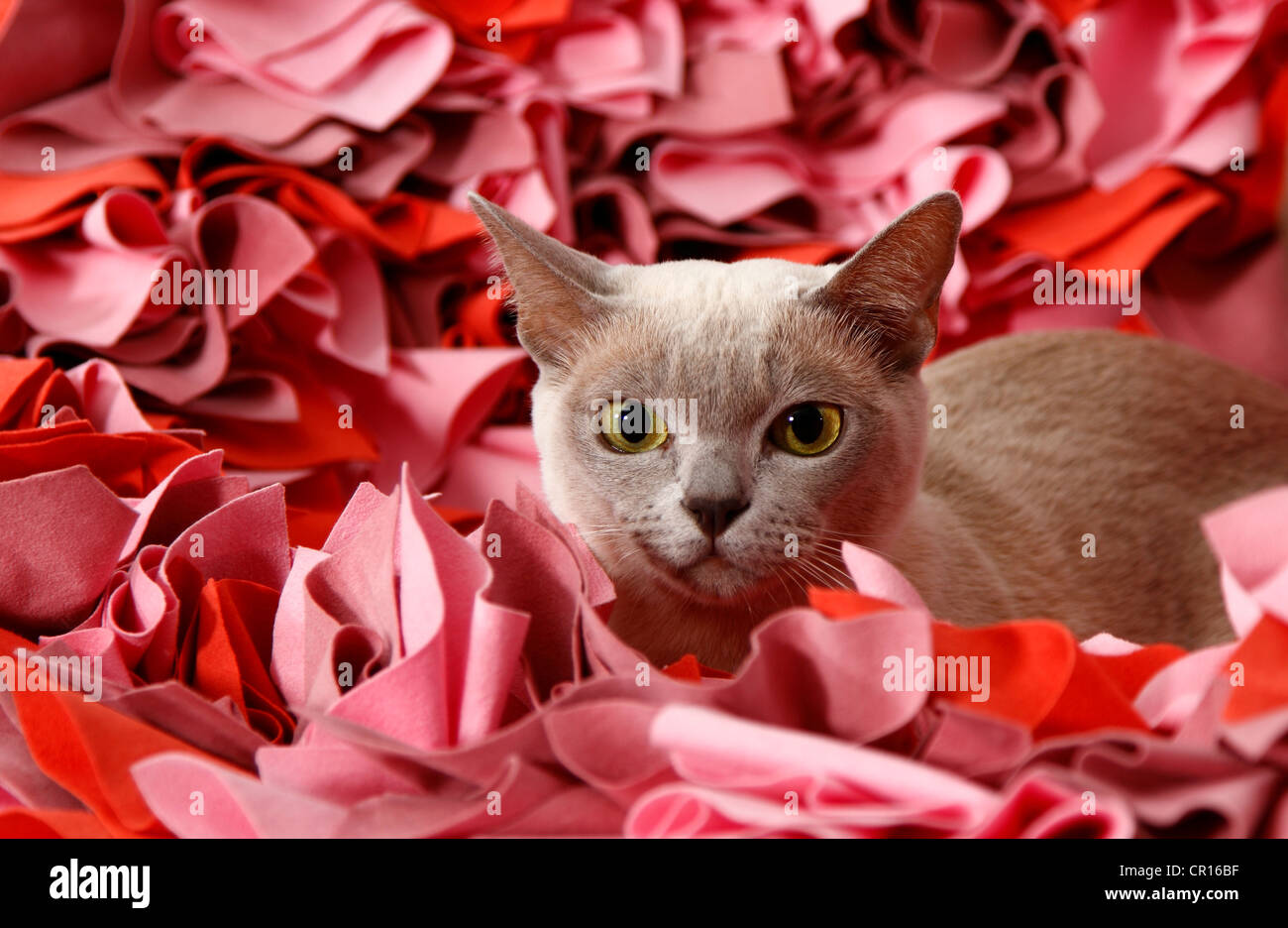 Red burmese cat hi-res stock photography and images - Alamy