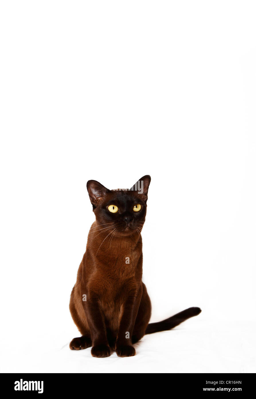 Burmese cat sitting studio hi-res stock photography and images - Alamy