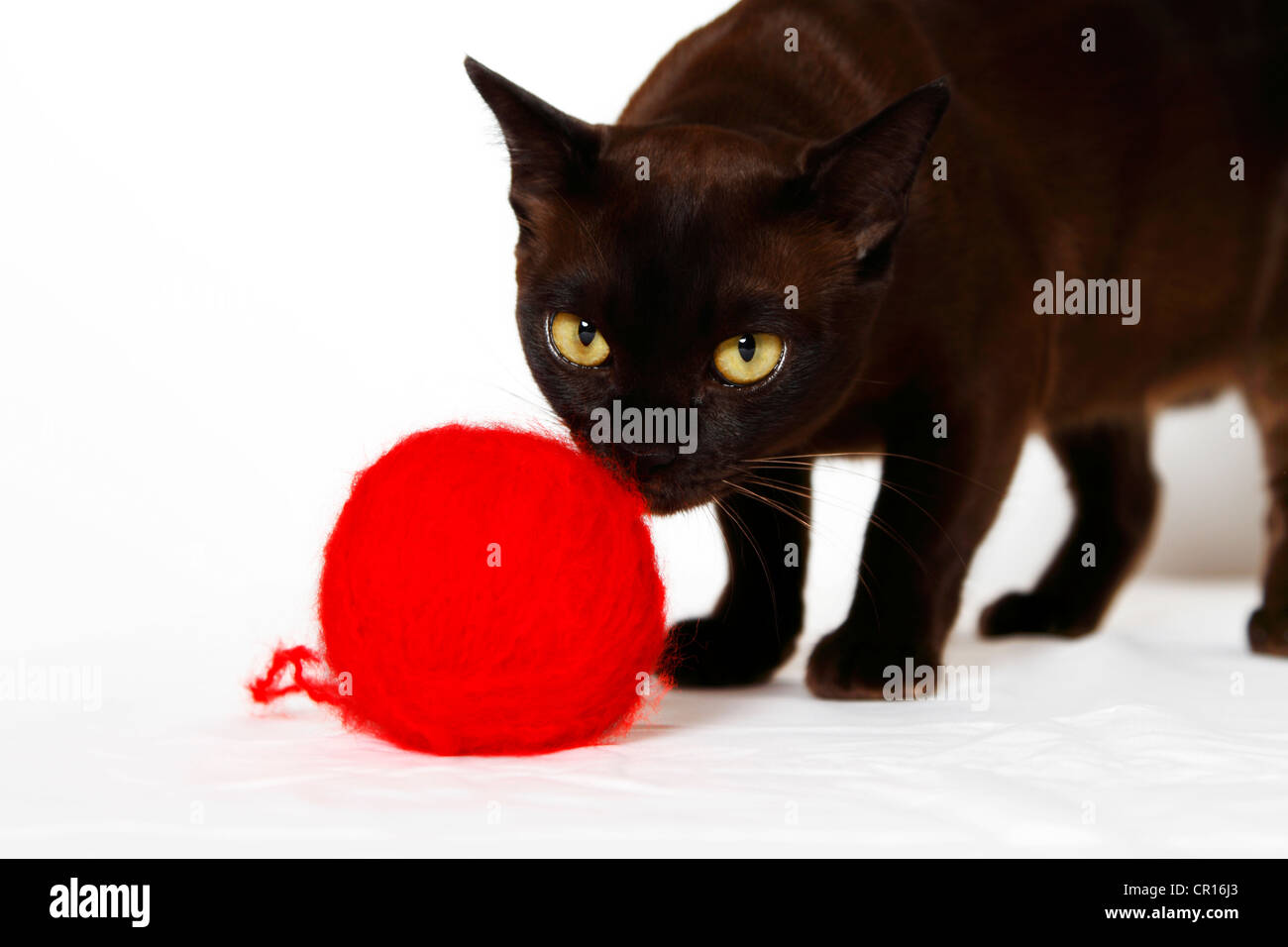Red burmese cat hi-res stock photography and images - Alamy