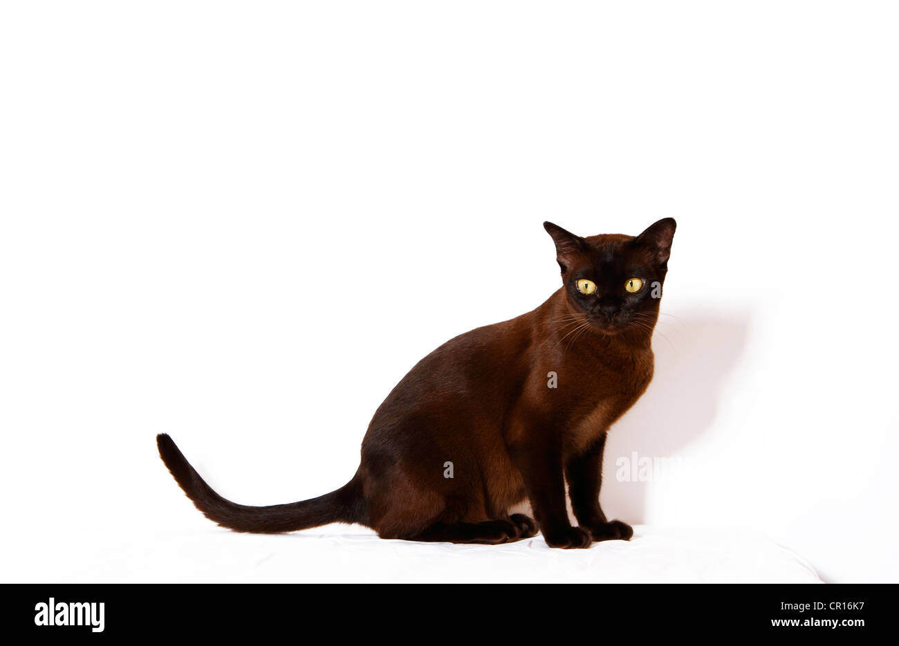 Cat full body Cut Out Stock Images & Pictures - Alamy