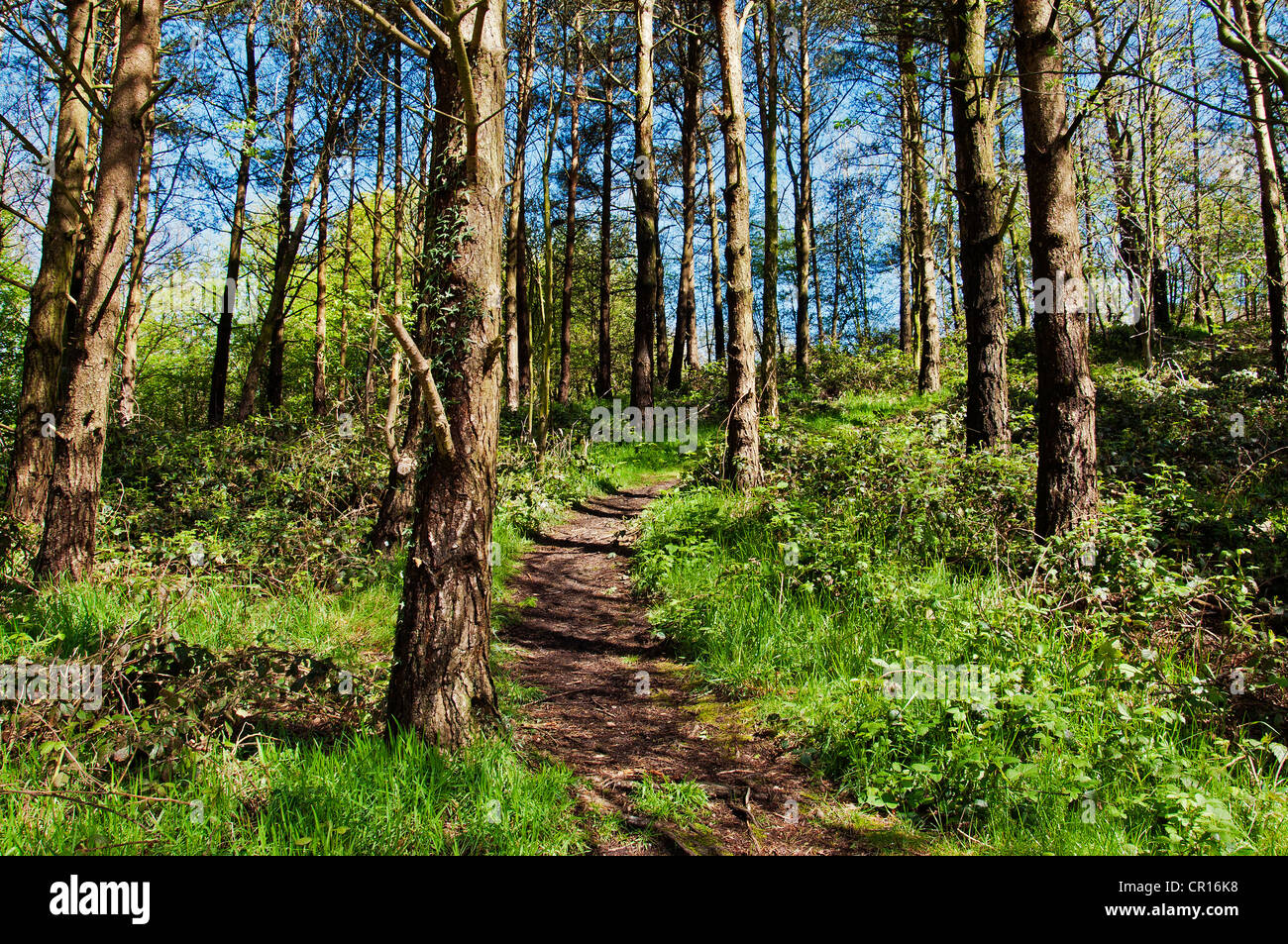 Woodland Path, Diggle, Oldham Lancashire Stock Photo - Alamy