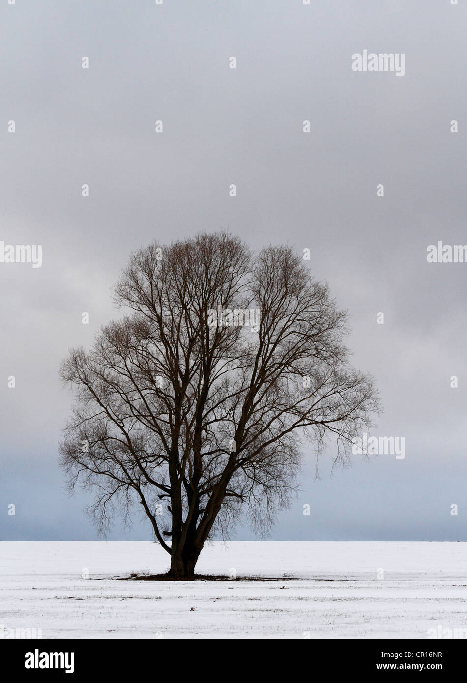 Leafless deciduous tree in winter hi-res stock photography and images - Alamy