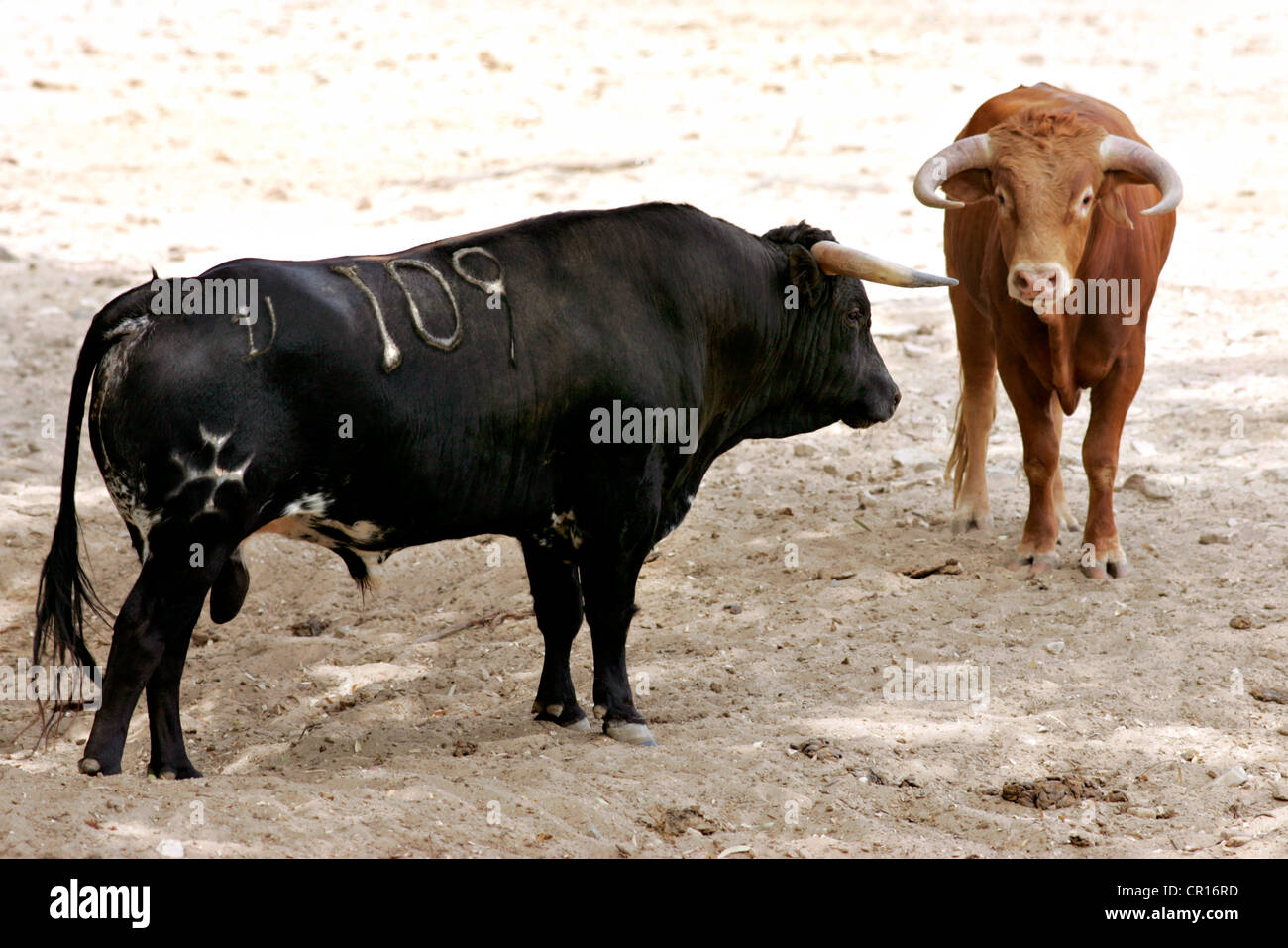 Taureaux hi-res stock photography and images - Alamy