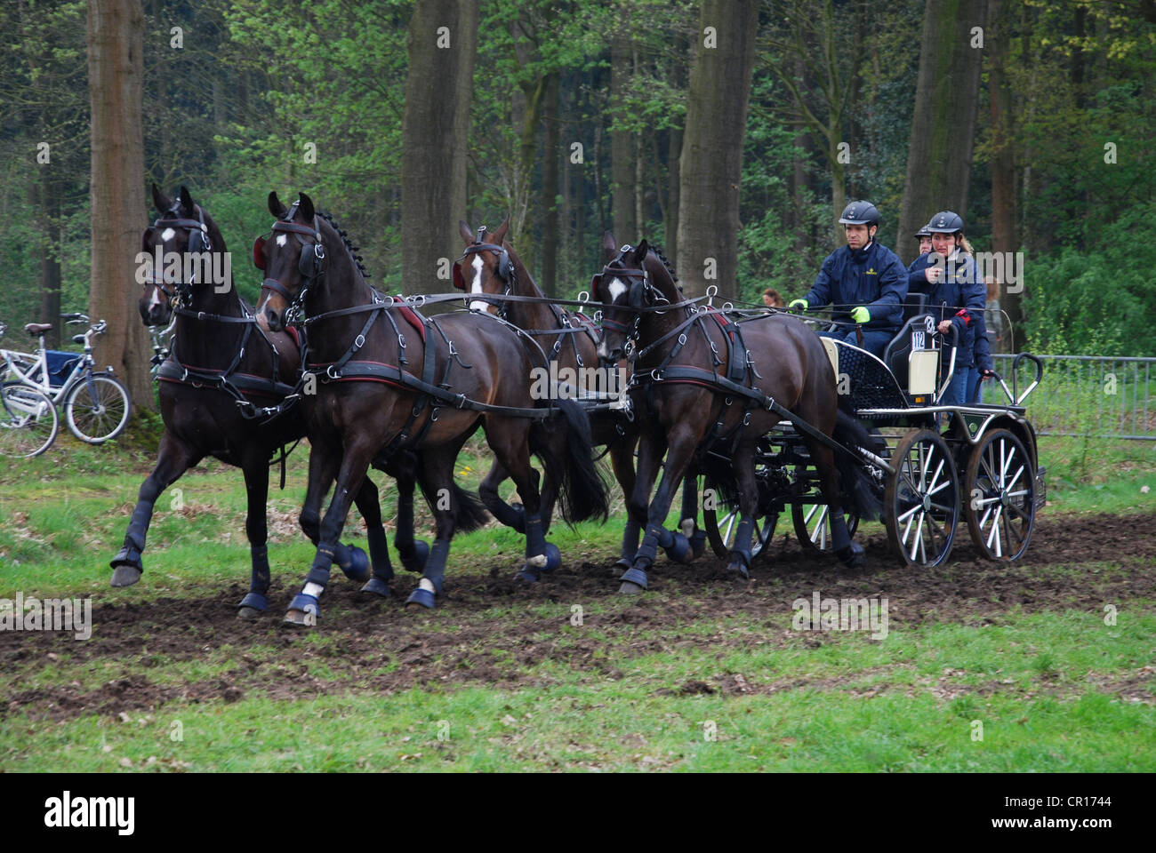 Carriage racing championship in Horst Netherlands Stock Photo - Alamy
