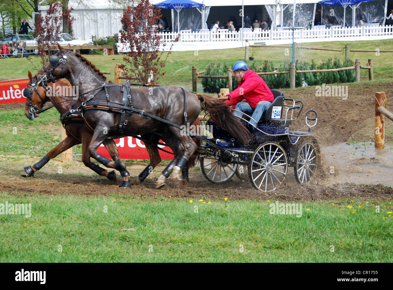 Carriage racing championship in Horst Netherlands Stock Photo - Alamy