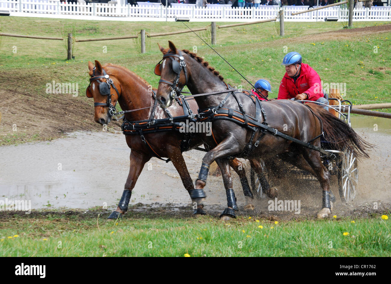 Carriage racing championship in Horst Netherlands Stock Photo - Alamy