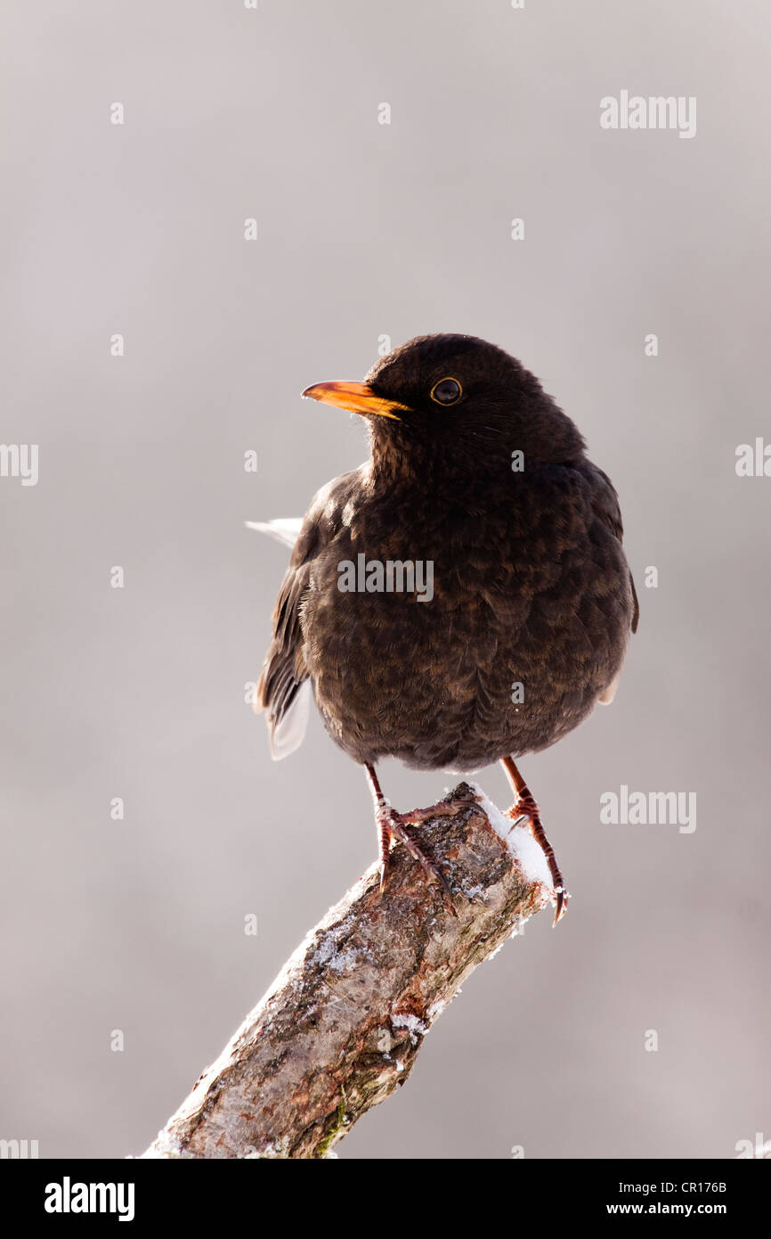 Blackbird (Turdus merula), female Stock Photo - Alamy