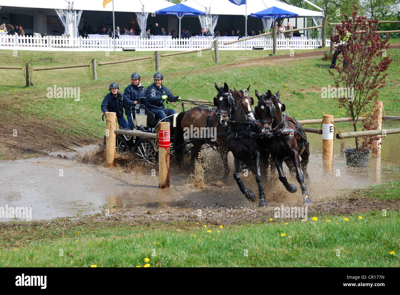 Carriage racing championship in Horst Netherlands Stock Photo - Alamy