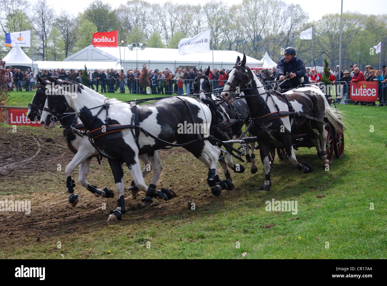 Carriage racing championship in Horst Netherlands Stock Photo - Alamy