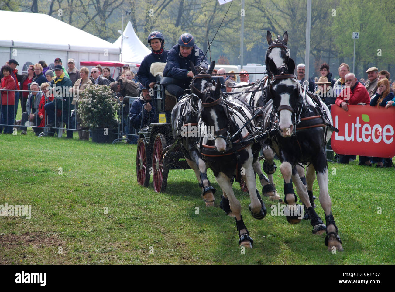 Carriage racing championship in Horst Netherlands Stock Photo - Alamy