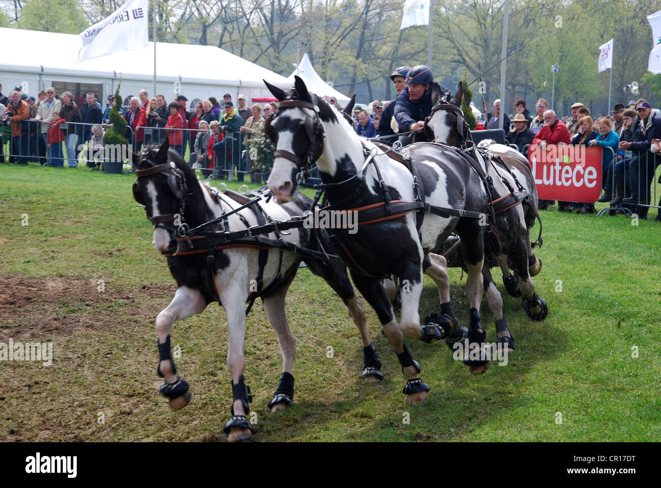 Carriage racing championship in Horst Netherlands Stock Photo - Alamy